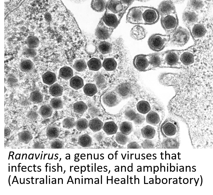 What is a virus? | UConn Plant Diagnostic Laboratory