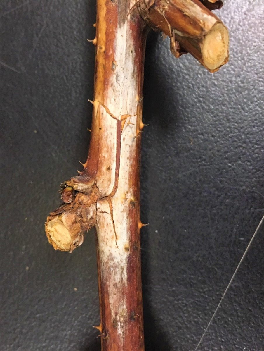 Fuzzy Raspberries What Causes Botrytis Fruit Rot Uconn Plant Diagnostic Laboratory